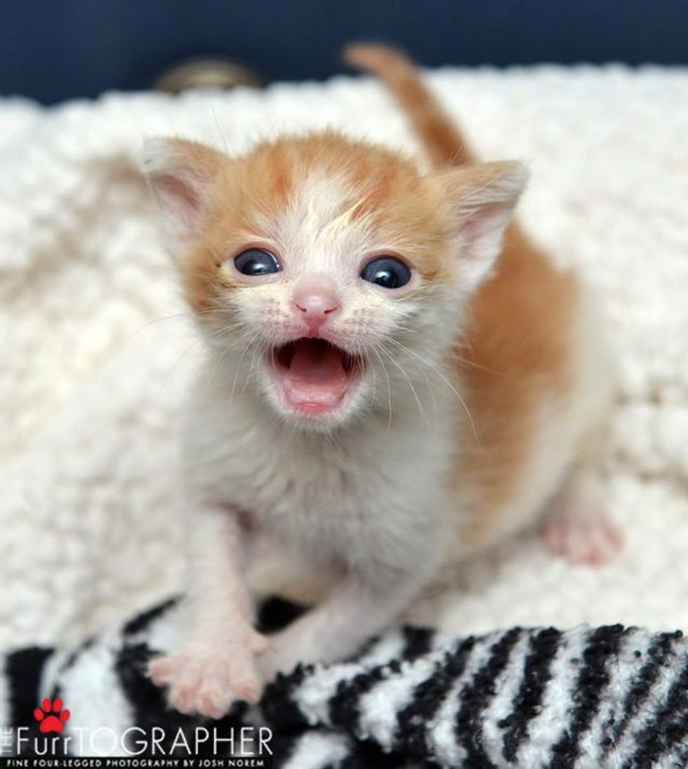 Kitten Barely Grew When He Came to Shelter. Now Finally 1 Pound! - Love ...