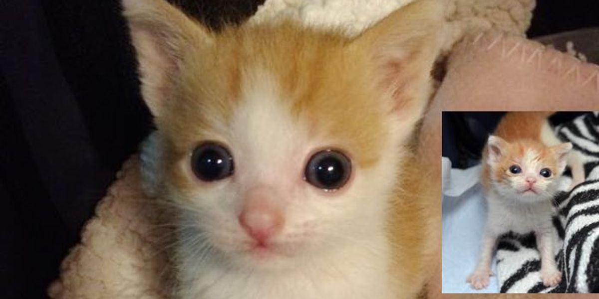 Kitten Barely Grew When He Came to Shelter. Now Finally 1 Pound! - Love ...