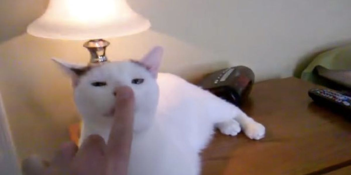 Cat Turns on Touch-lamp with the Nose Boop - Love Meow