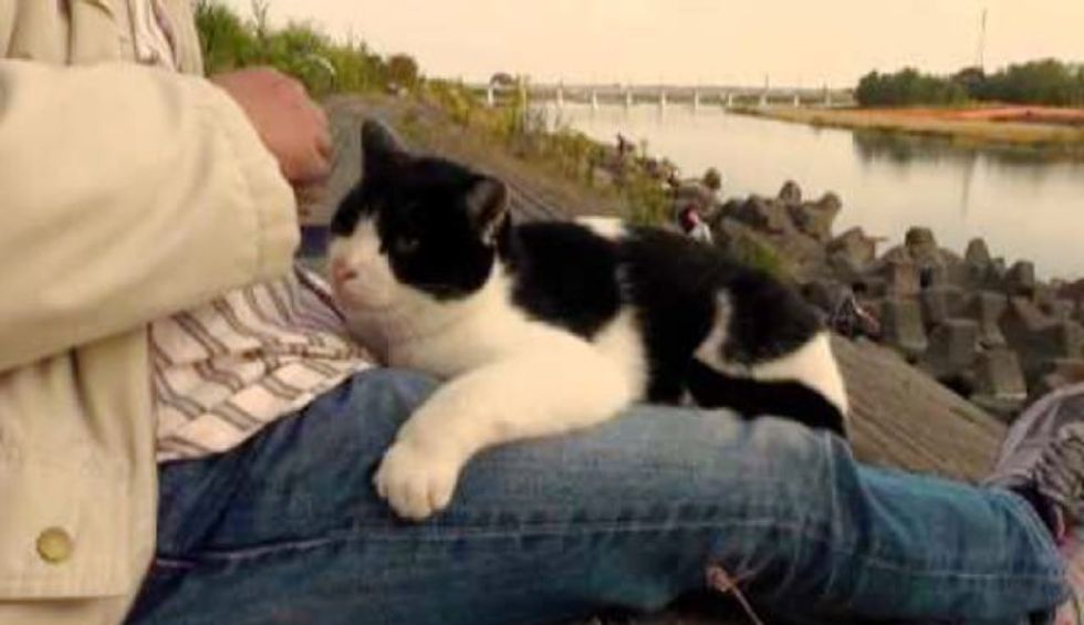 Fishermen Fish for Their Beloved Island Cats - Love Meow