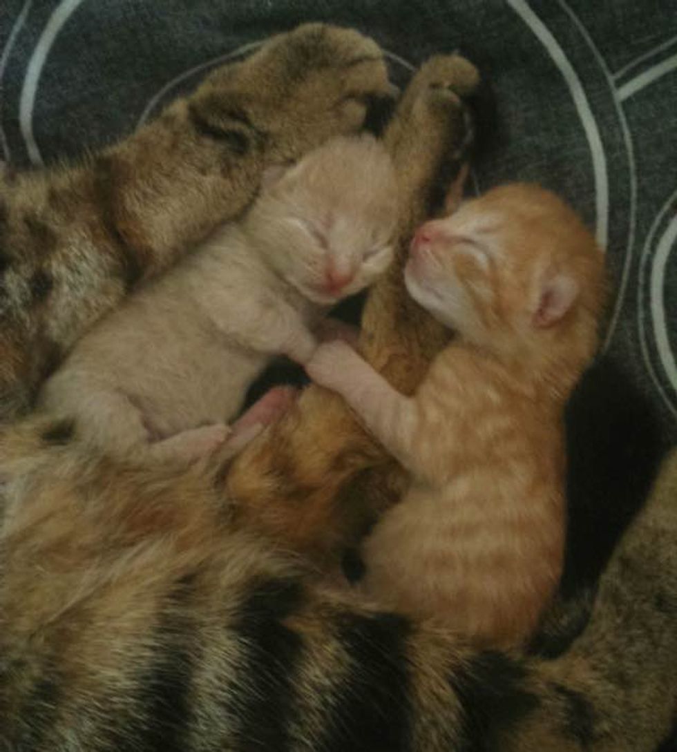Kitten Cuddling Human Mom and Baby Inside Her Belly Since Adopted ...