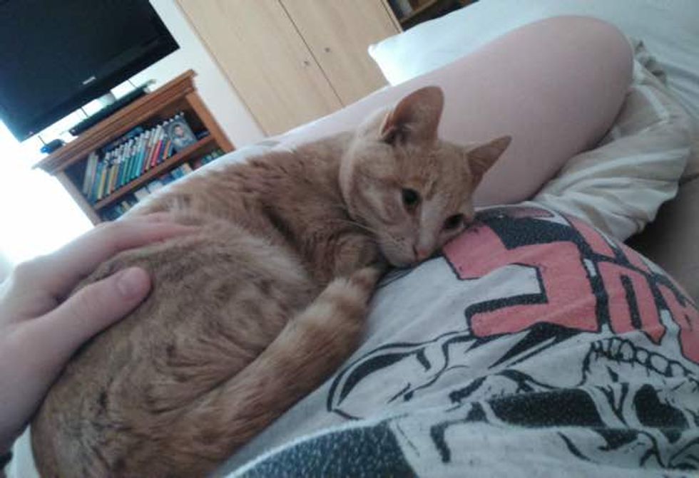Kitten Cuddling Human Mom and Baby Inside Her Belly Since Adopted ...