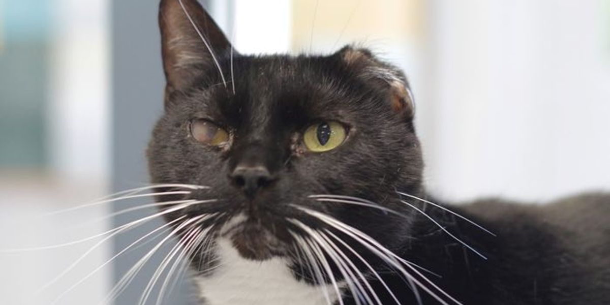 Van Gogh the 7 Year Old Shelter Cat and His Brother Picasso - Love Meow