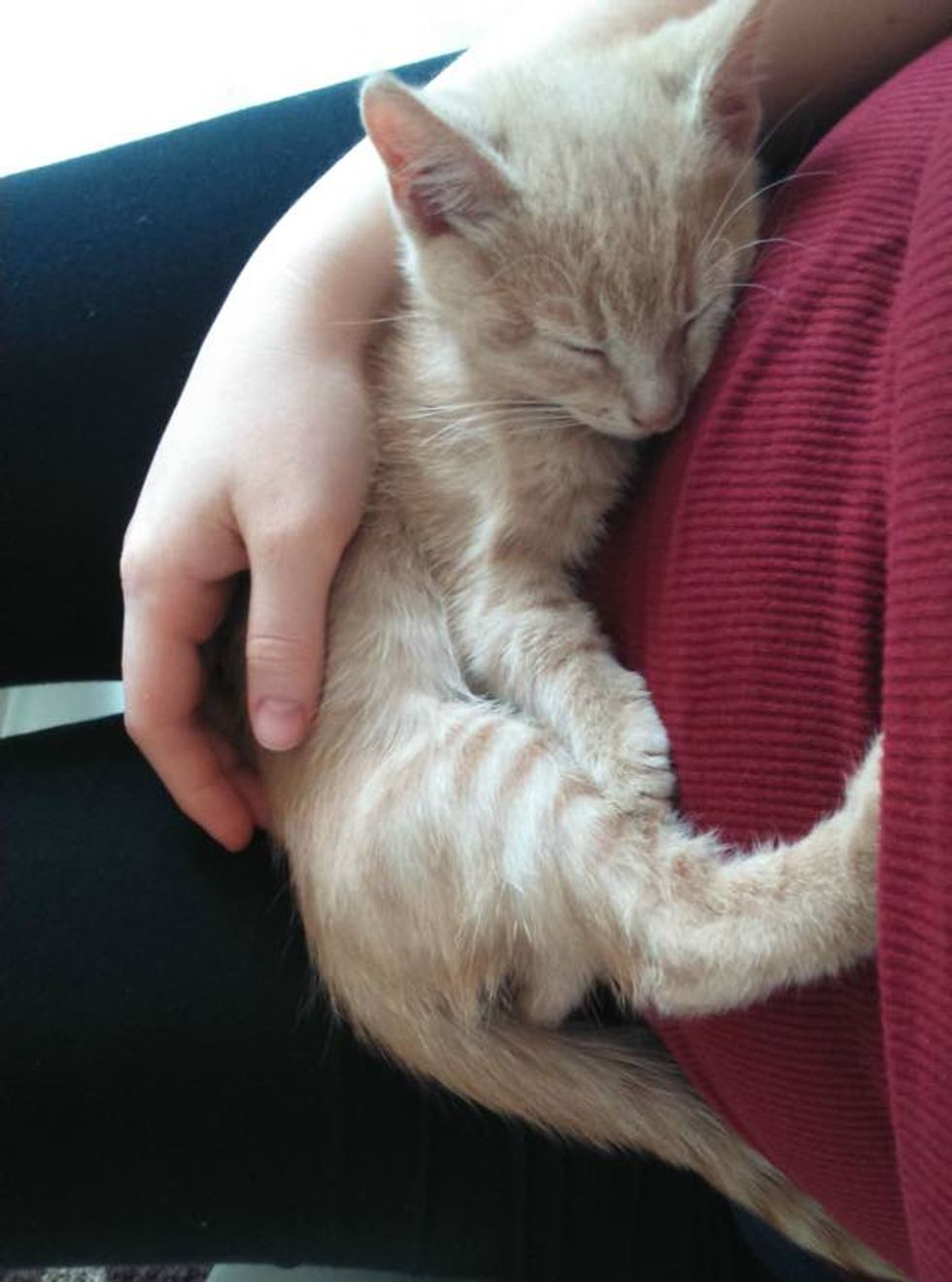 Kitten Cuddling Human Mom and Baby Inside Her Belly Since Adopted ...