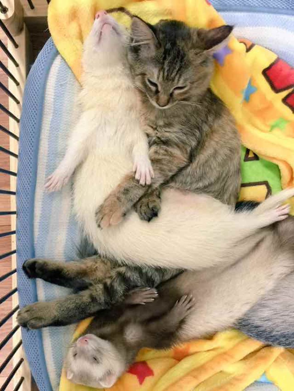 Rescue Kitten Grew Up with Five Ferret Brothers - Love Meow