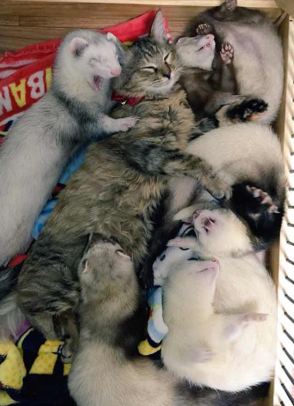 Rescue Kitten Grew Up with Five Ferret Brothers - Love Meow