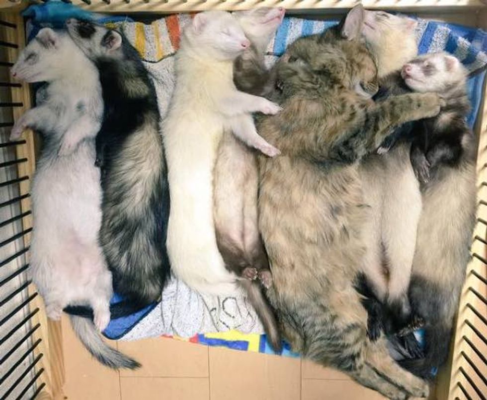 Rescue Kitten Grew Up with Five Ferret Brothers - Love Meow