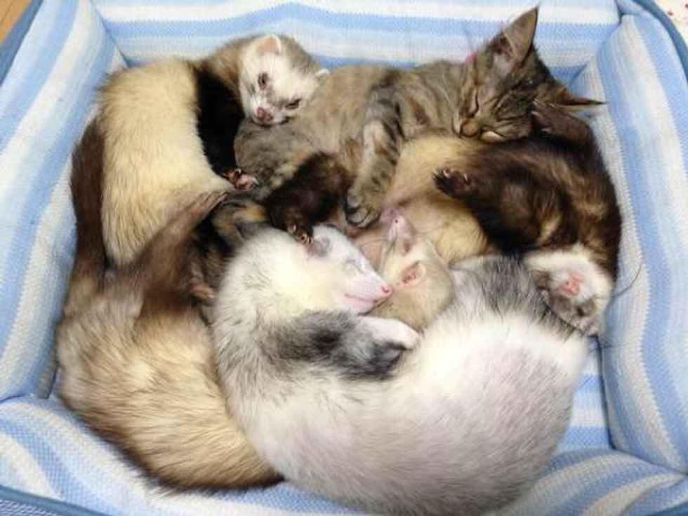 Rescue Kitten Grew Up with Five Ferret Brothers - Love Meow