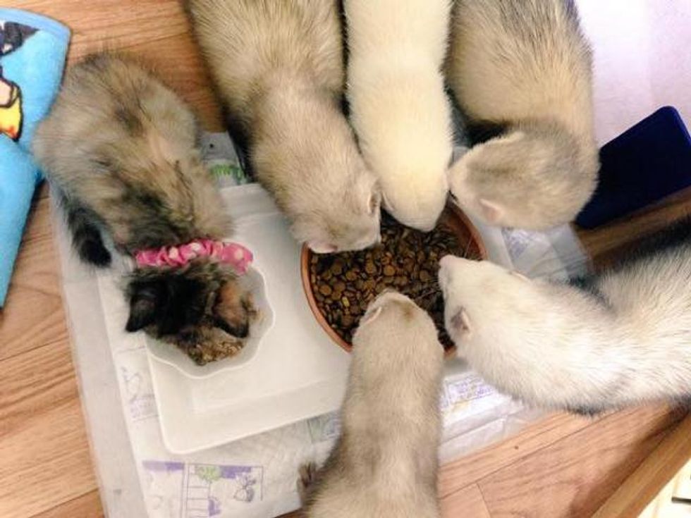 Rescue Kitten Grew Up with Five Ferret Brothers - Love Meow