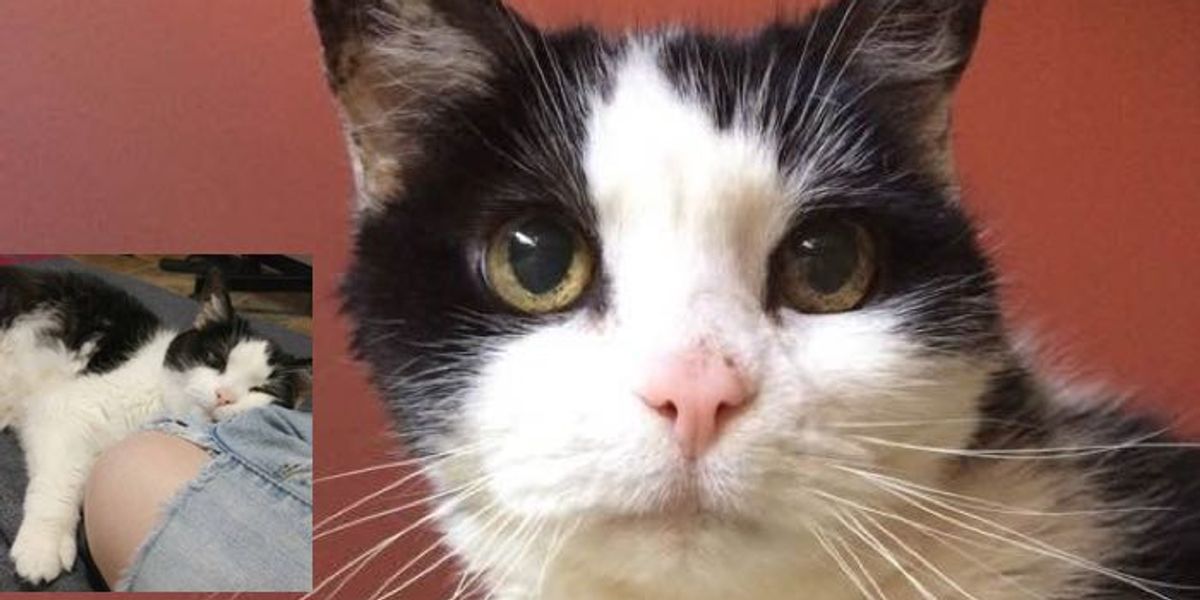 13 Year Old Rescue Cat Facing Uncertain Future Until She Met Someone ...