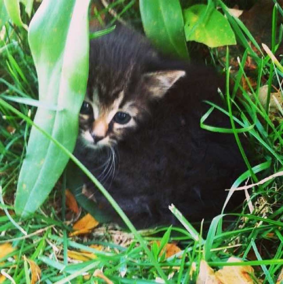 Shivering Kitten Crying from Bushes, Now Has Really Turned Around ...