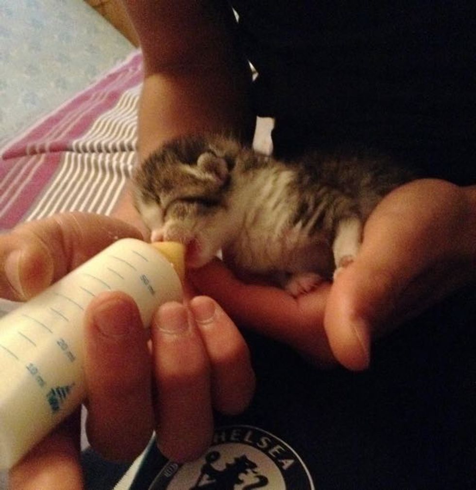 Newborn Kitten Found in the Cold and Rain Turned Around by Love - Love Meow