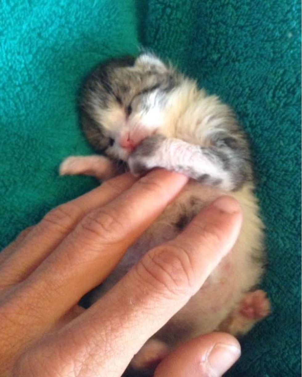 Newborn Kitten Found in the Cold and Rain Turned Around by Love - Love Meow