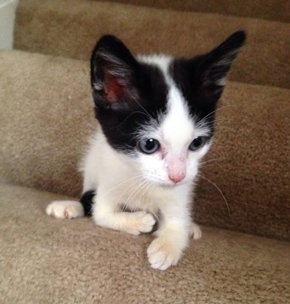 She Had Less than 10% Chance to Survive. This Orphan Kitten Surprises ...