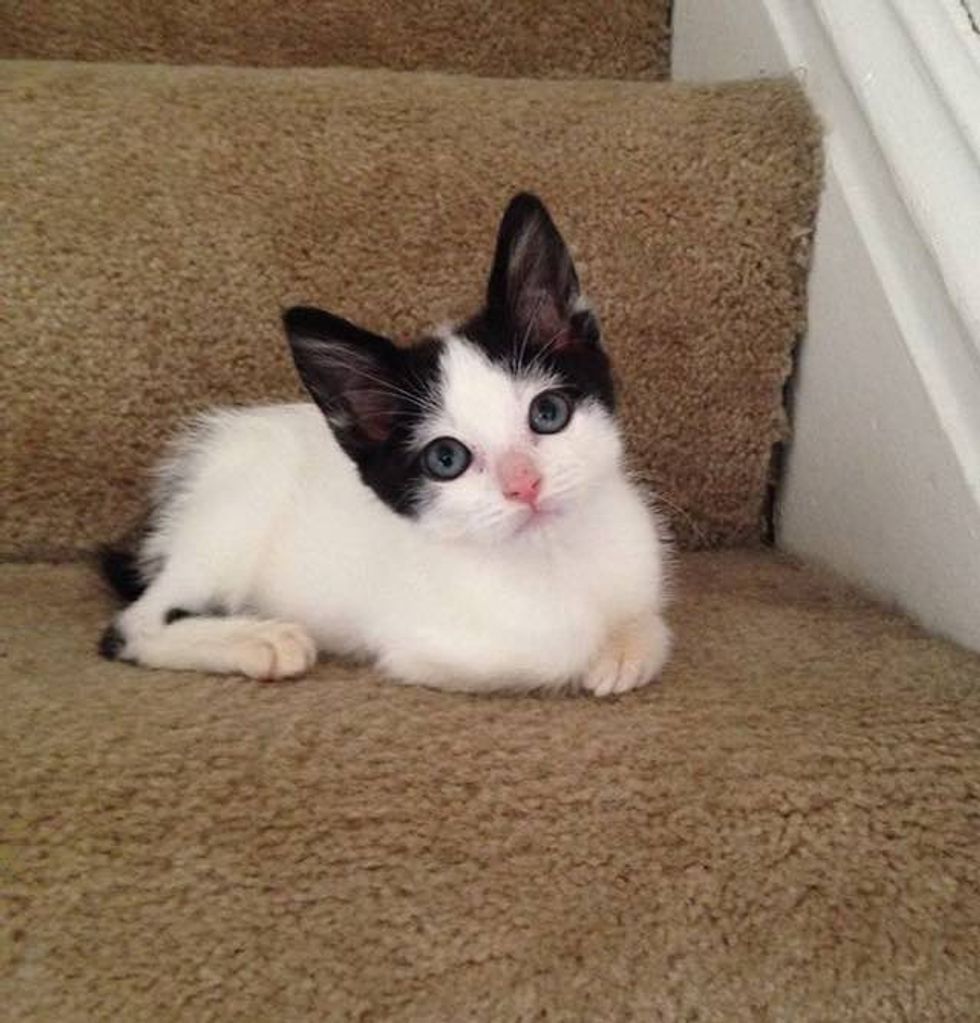 She Had Less than 10% Chance to Survive. This Orphan Kitten Surprises ...