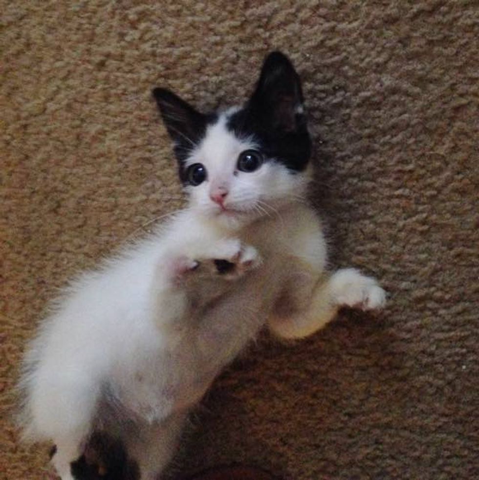 She Had Less than 10% Chance to Survive. This Orphan Kitten Surprises ...