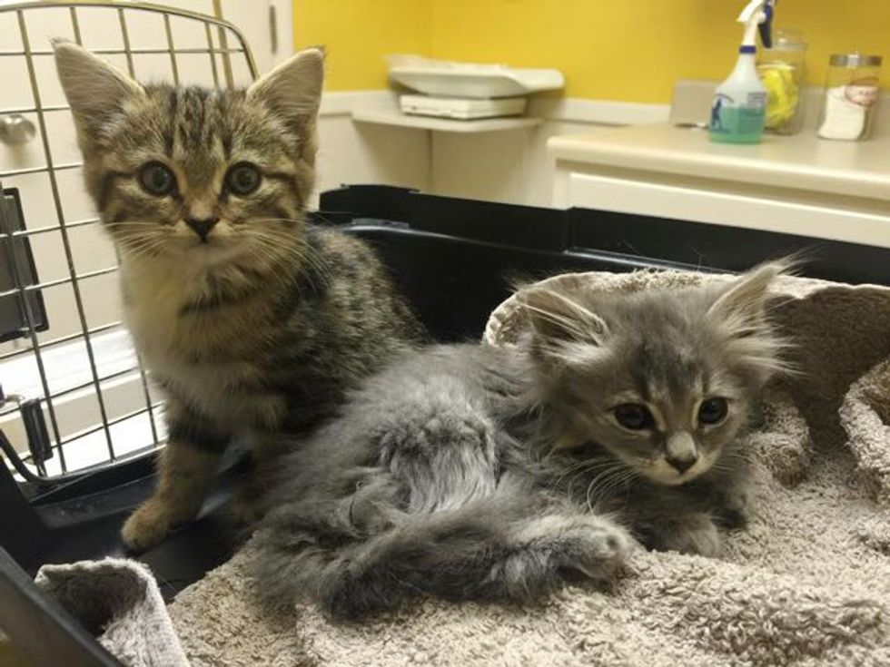 They Spent Hours Upon Hours to Save Kittens in Bushes - Love Meow