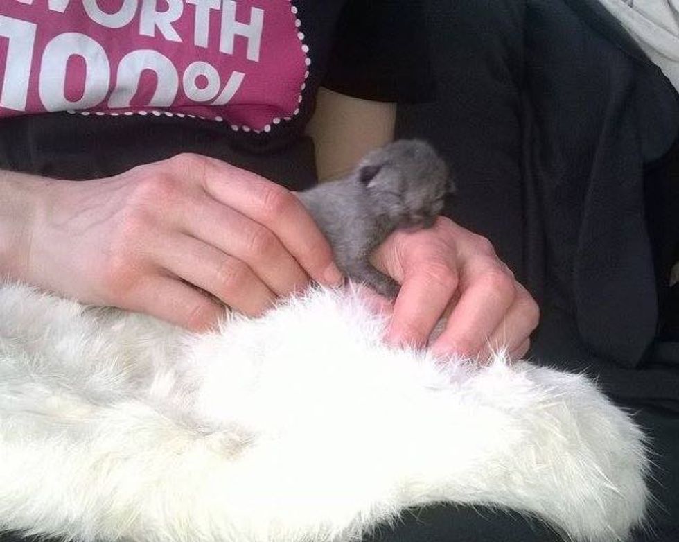 Newborn Kitten Crawling on Roadside is Saved by Love - Love Meow