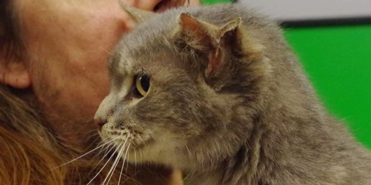 Rescue Cat with Three Ears Has More to Love - Love Meow