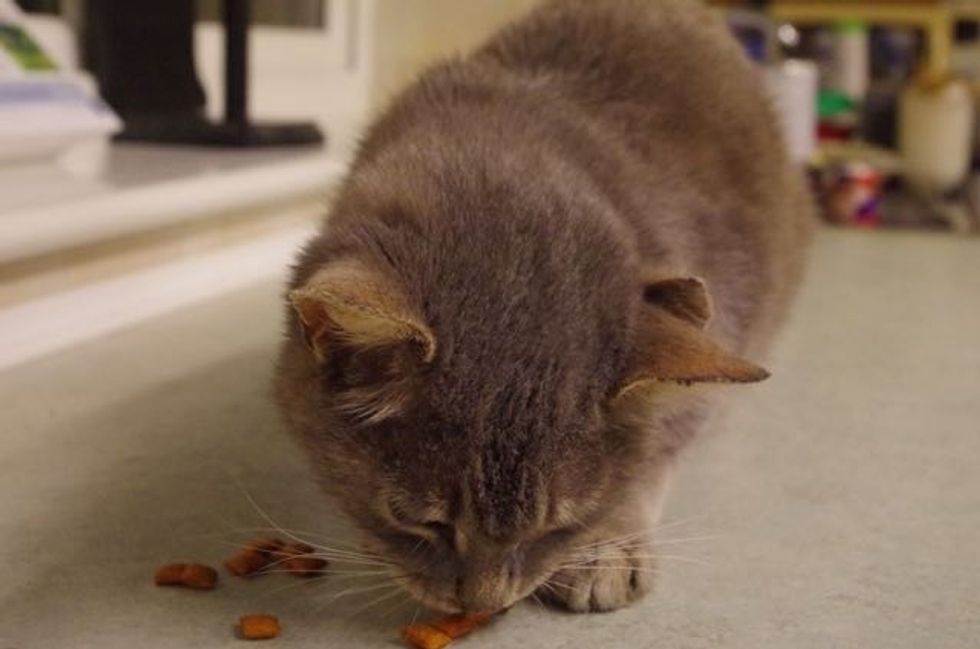 Rescue Cat with Three Ears Has More to Love - Love Meow
