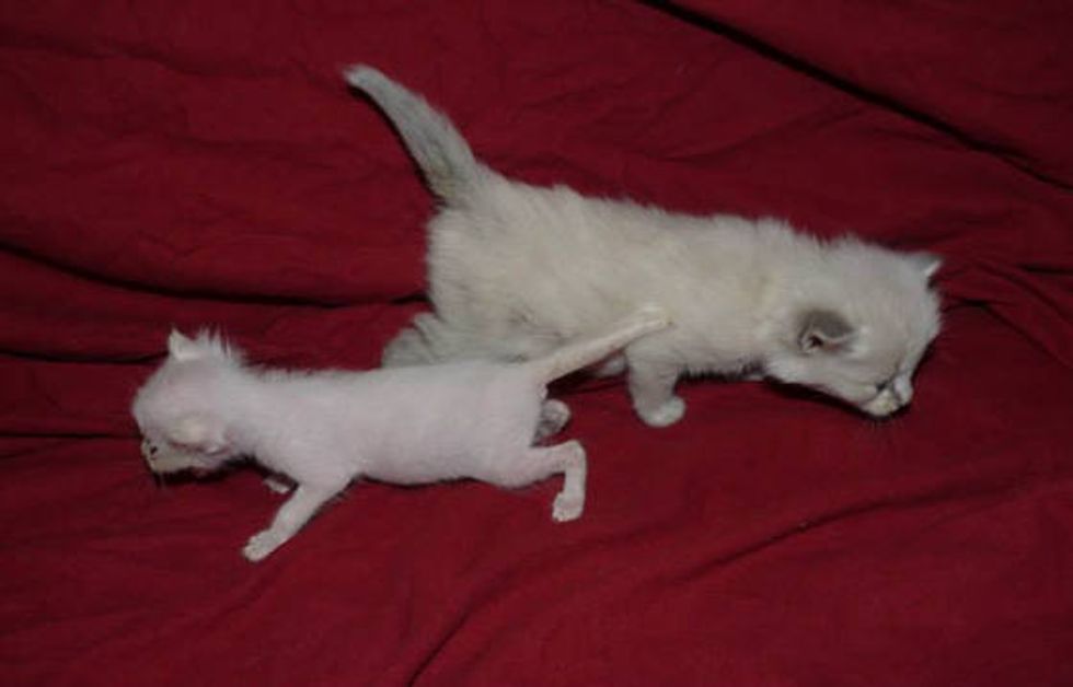 Tiniest Runt They Have Ever Seen Gets a Fighting Chance, Then and Now ...