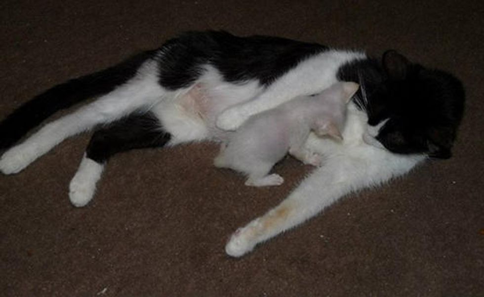 Tiniest Runt They Have Ever Seen Gets a Fighting Chance, Then and Now ...