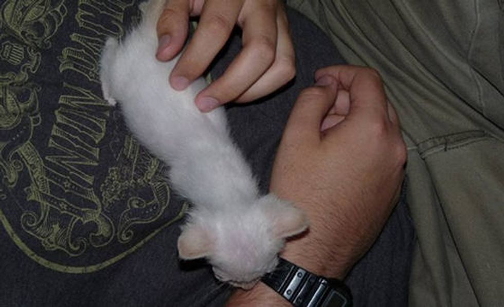 Tiniest Runt They Have Ever Seen Gets a Fighting Chance, Then and Now ...