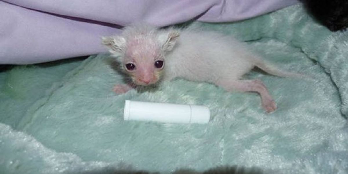 Tiniest Runt They Have Ever Seen Gets a Fighting Chance, Then and Now ...