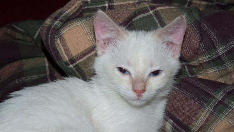 Tiniest Runt They Have Ever Seen Gets a Fighting Chance, Then and Now ...