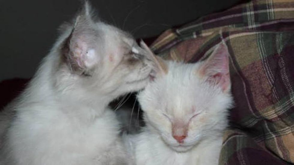 Tiniest Runt They Have Ever Seen Gets a Fighting Chance, Then and Now ...