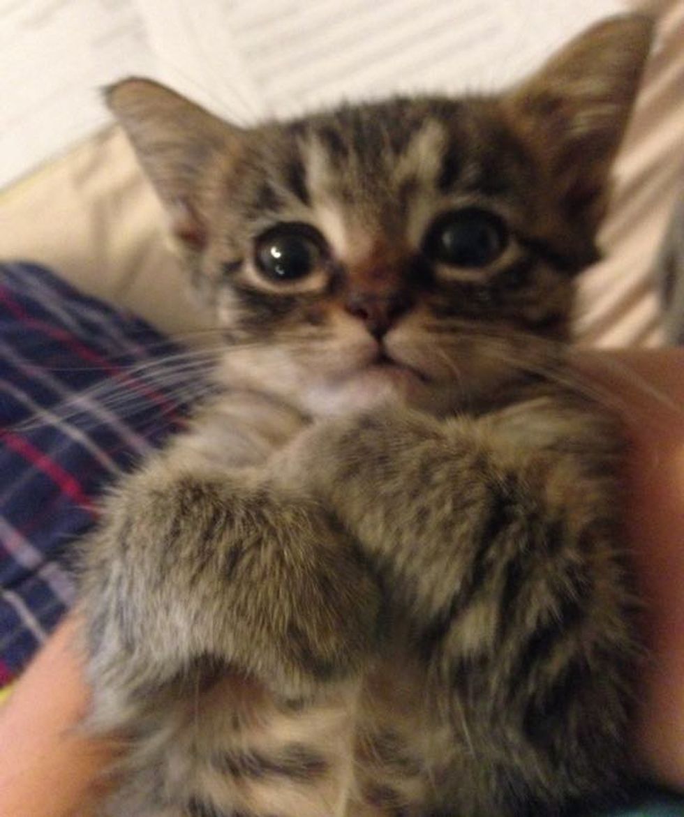 What a Loving Home Can Do for a Little Tabby - Love Meow