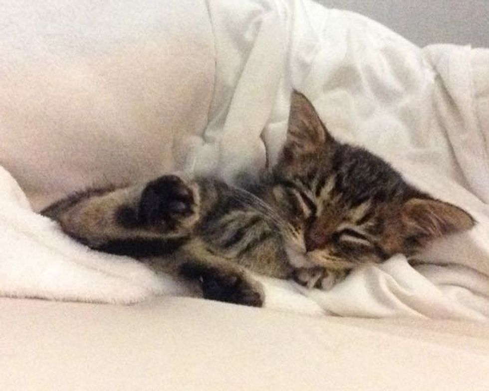What a Loving Home Can Do for a Little Tabby - Love Meow