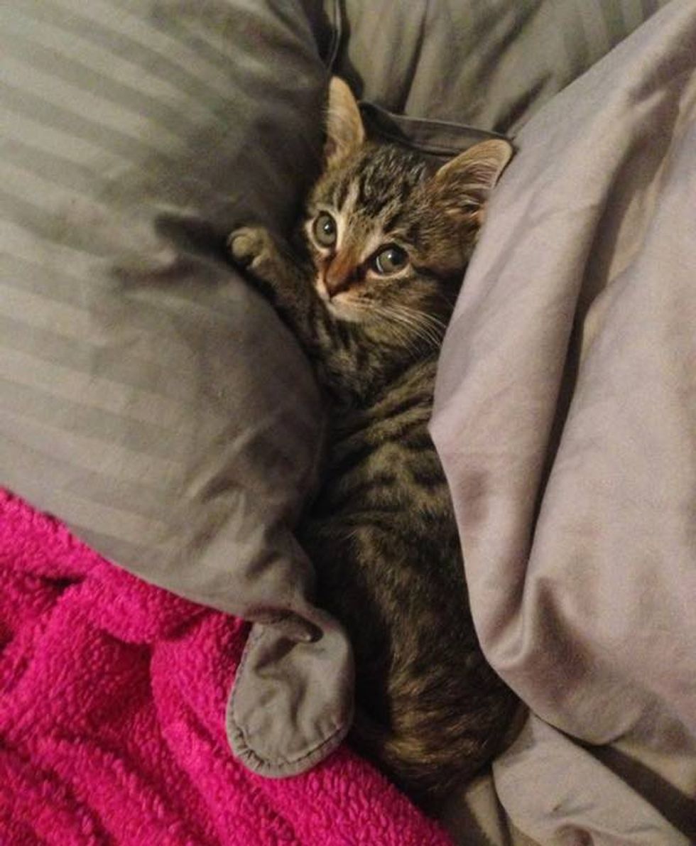 What a Loving Home Can Do for a Little Tabby - Love Meow