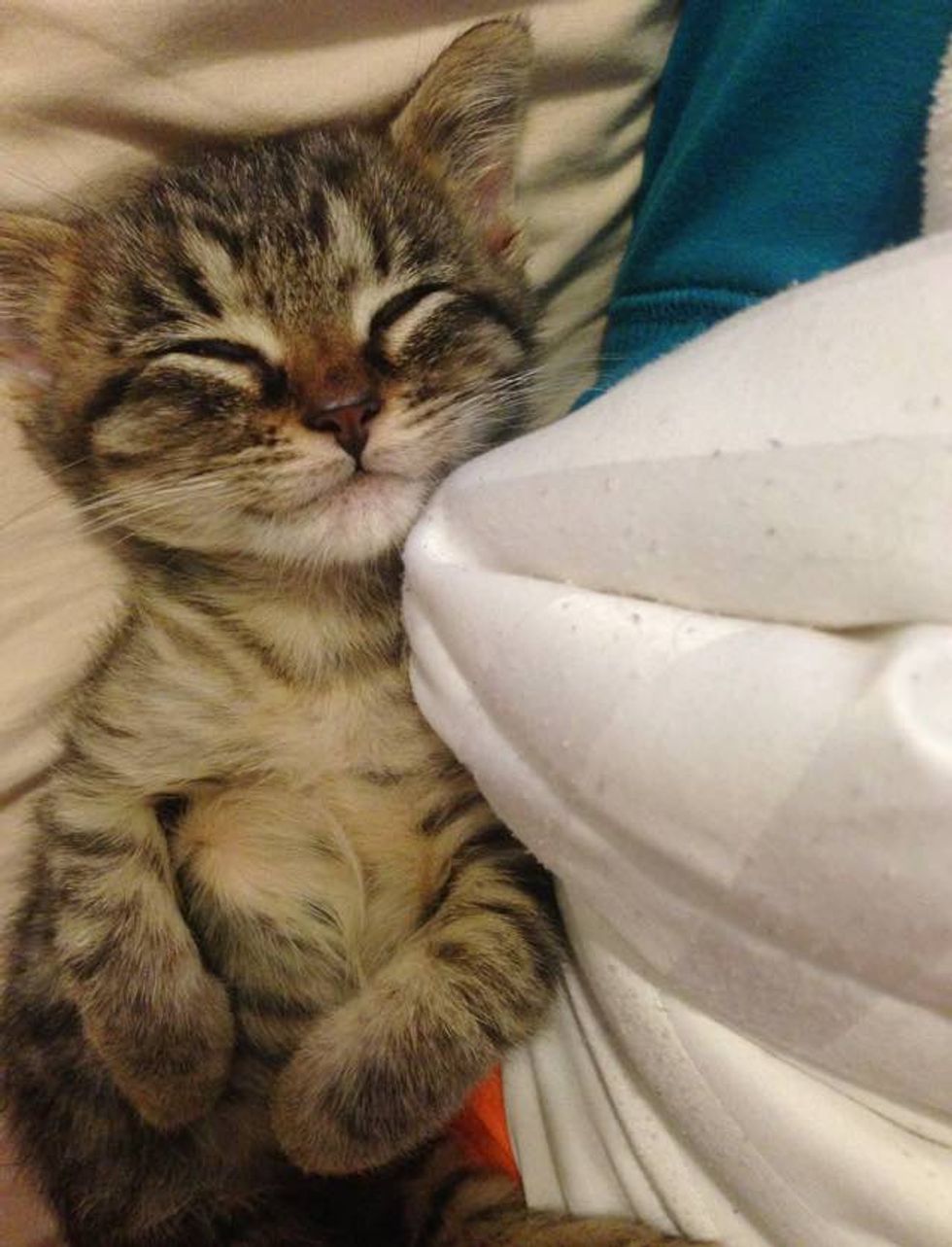 What a Loving Home Can Do for a Little Tabby - Love Meow