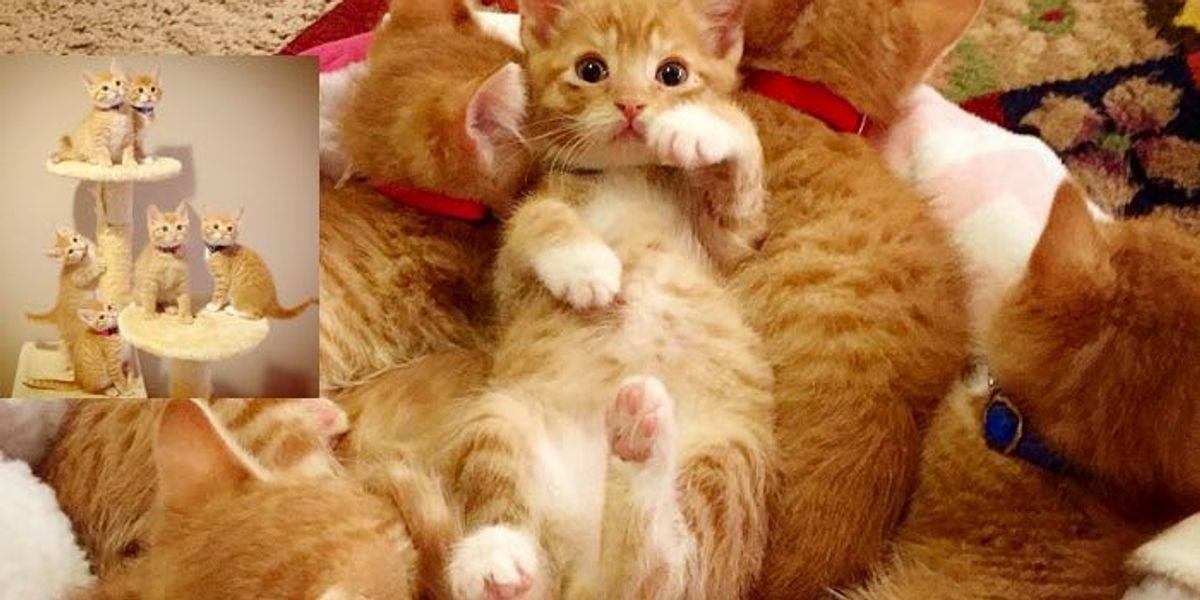Six Ginger Foster Babies from the Same Litter! I Can't Tell Them Apart ...