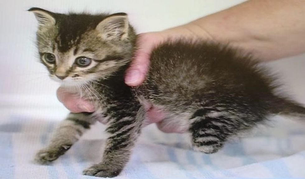 Cat Walks for the First Time Thanks to Pair of New Legs - Love Meow