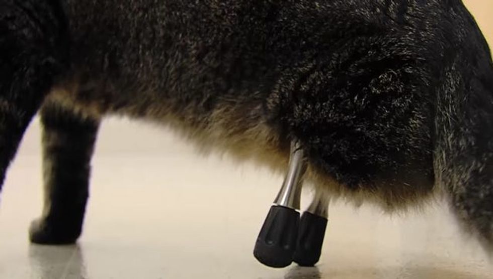 Cat Walks for the First Time Thanks to Pair of New Legs - Love Meow