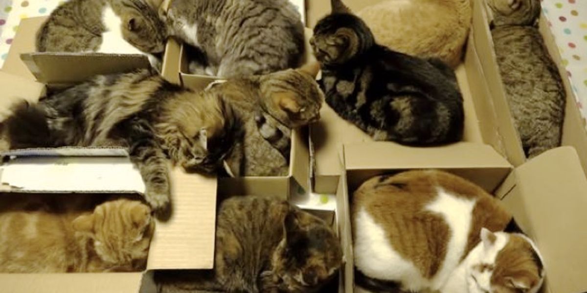 10 Cats Have a Slumber Box Party Together. It's Brilliant! - Love Meow
