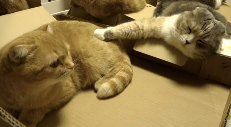 10 Cats Have a Slumber Box Party Together. It's Brilliant! - Love Meow