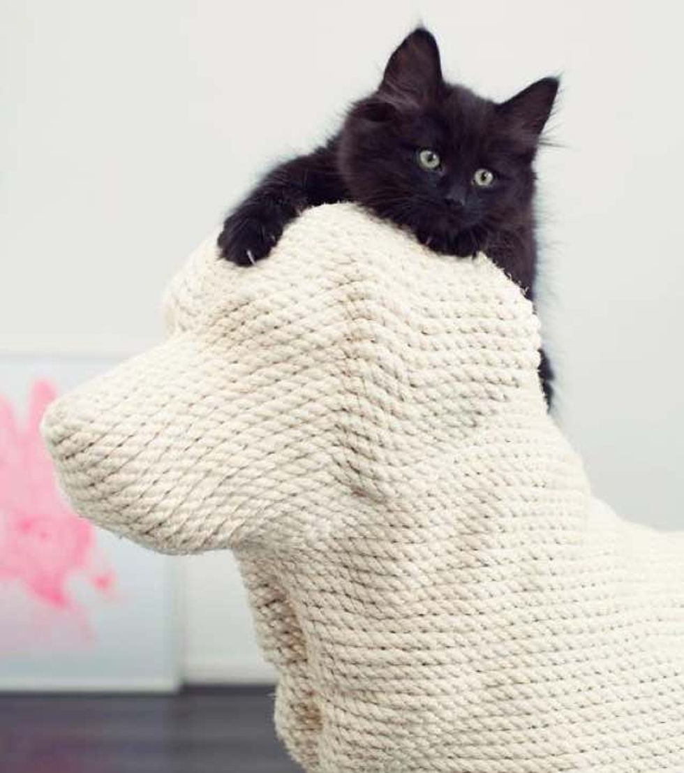 Man Builds Dog-shaped Scratching Post for His Beloved Cat - Love Meow