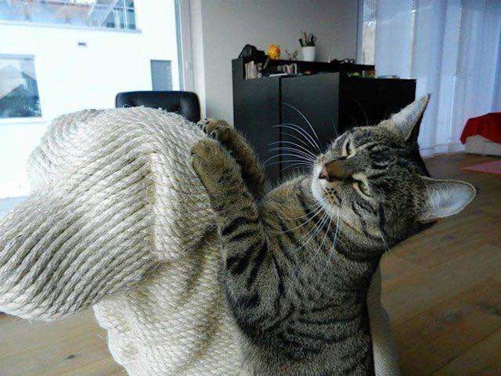 Man Builds Dog-shaped Scratching Post for His Beloved Cat - Love Meow