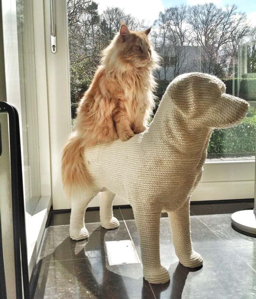 Man Builds Dog-shaped Scratching Post for His Beloved Cat - Love Meow
