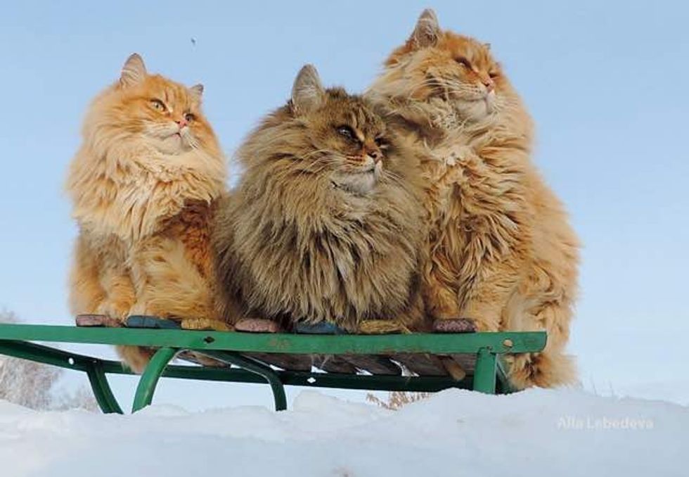 Every Winter these Siberian Cats Fluff Up and Play in Snow with their ...