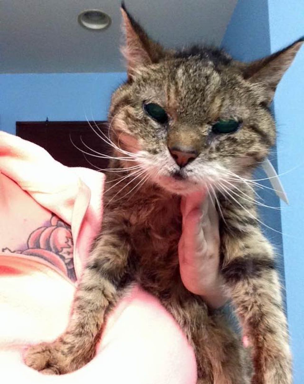 25 Year Old Cat Turned Up in Shelter, a Young Woman Knows She Has to ...