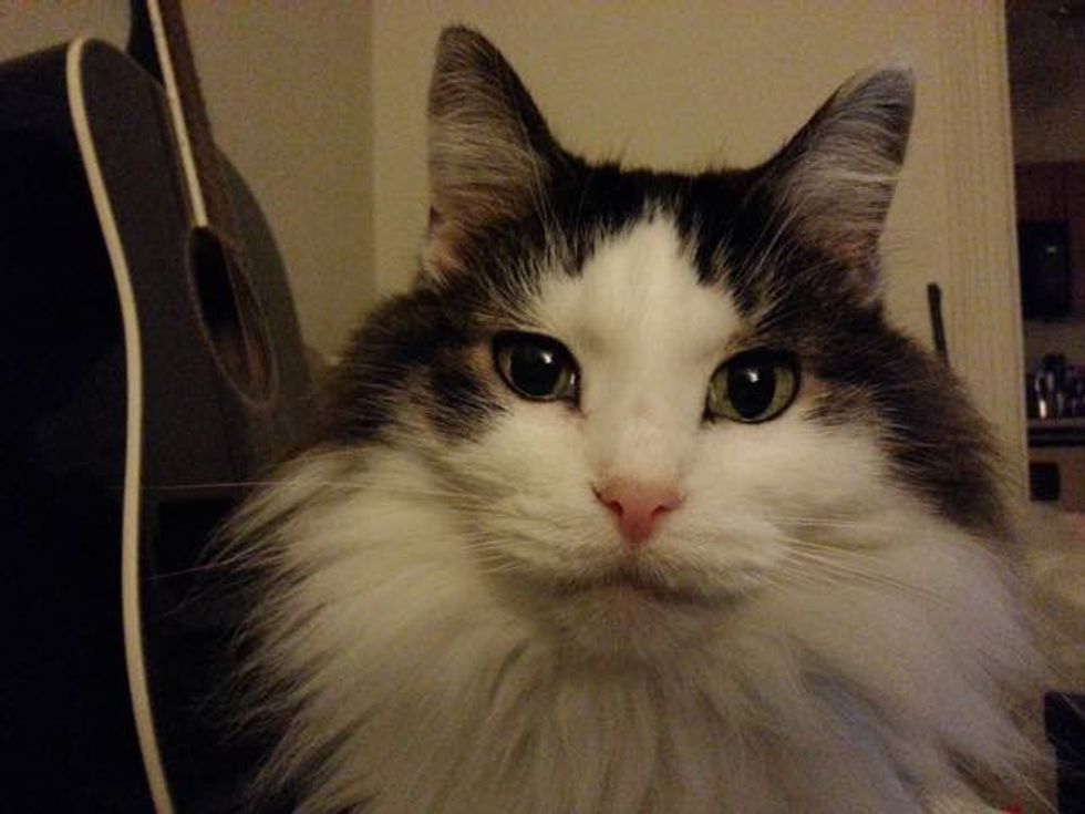 Cats Grow Magnificent Winter Manes. They May Just be Part Lion! - Love Meow