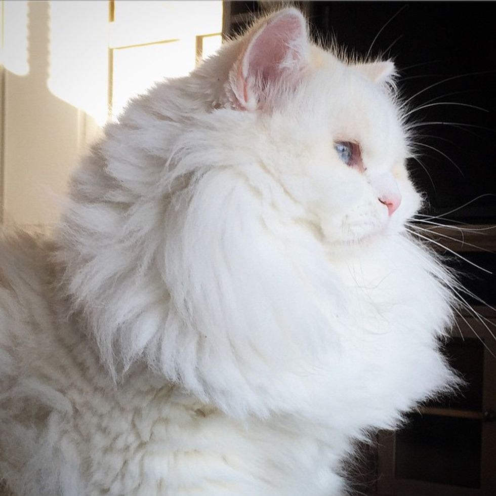 Cats Grow Magnificent Winter Manes. They May Just be Part Lion! - Love Meow