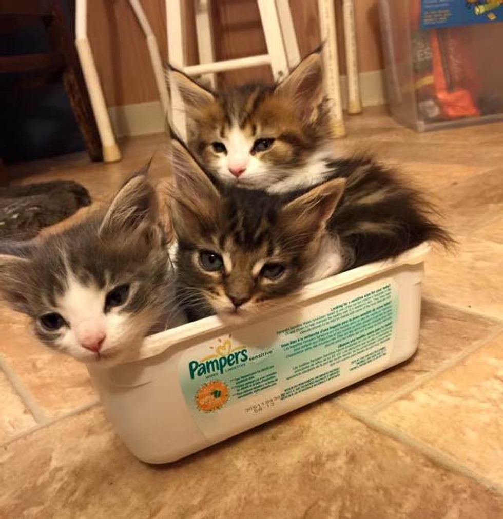 He was the Runt, Now at 8 Months Maine Coon Kitten is Tiny No More ...