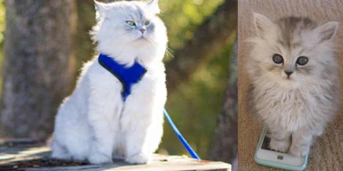 rescue-cat-now-gets-to-do-what-he-loves-and-shares-his-adventures-love-meow
