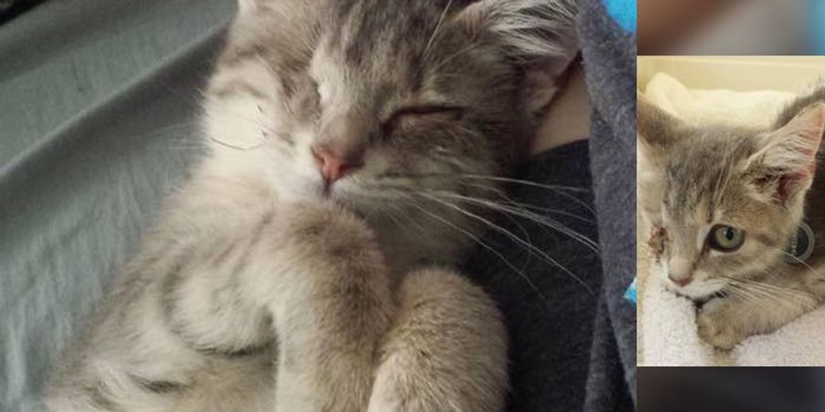Kitten Missing One Eye Comes to Couple's Call at Shelter and Steals ...