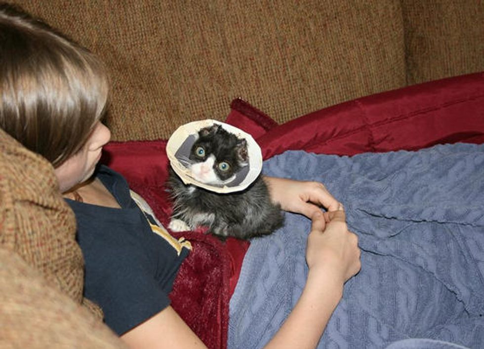 Burned Kitten Justin Fights His Way Back To Health - Love Meow